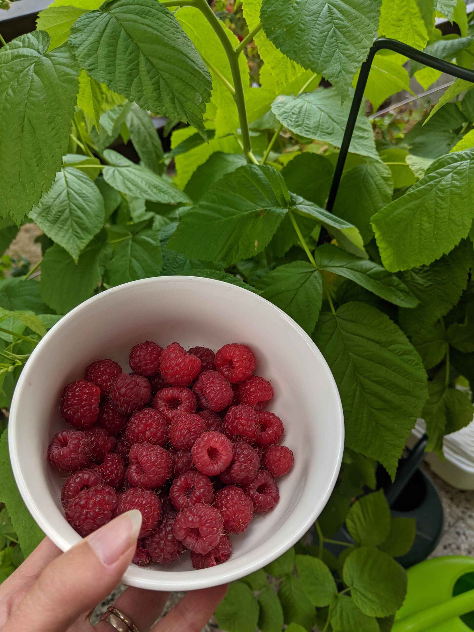 Jak pěstovat maliny na balkóně - balkonovadzungle.cz
